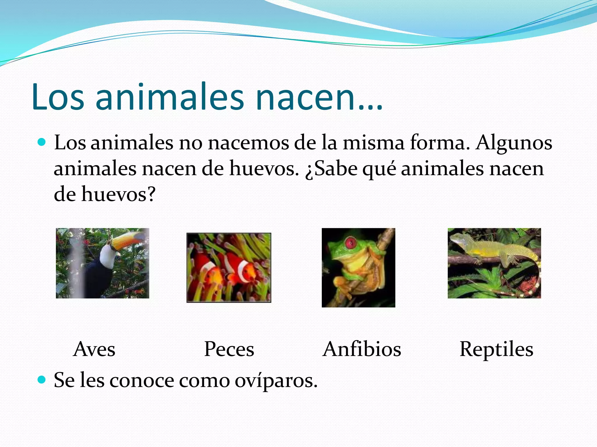 Los animales ppt | PPT