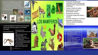 Los animales ppt | PPTX