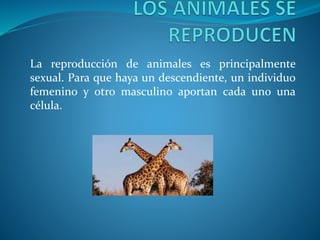 Los animales se reproducen 1.4 | PPTX