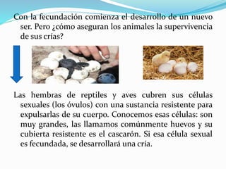 Los animales se reproducen 1.4 | PPTX