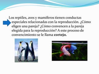 Los animales se reproducen 1.4 | PPTX