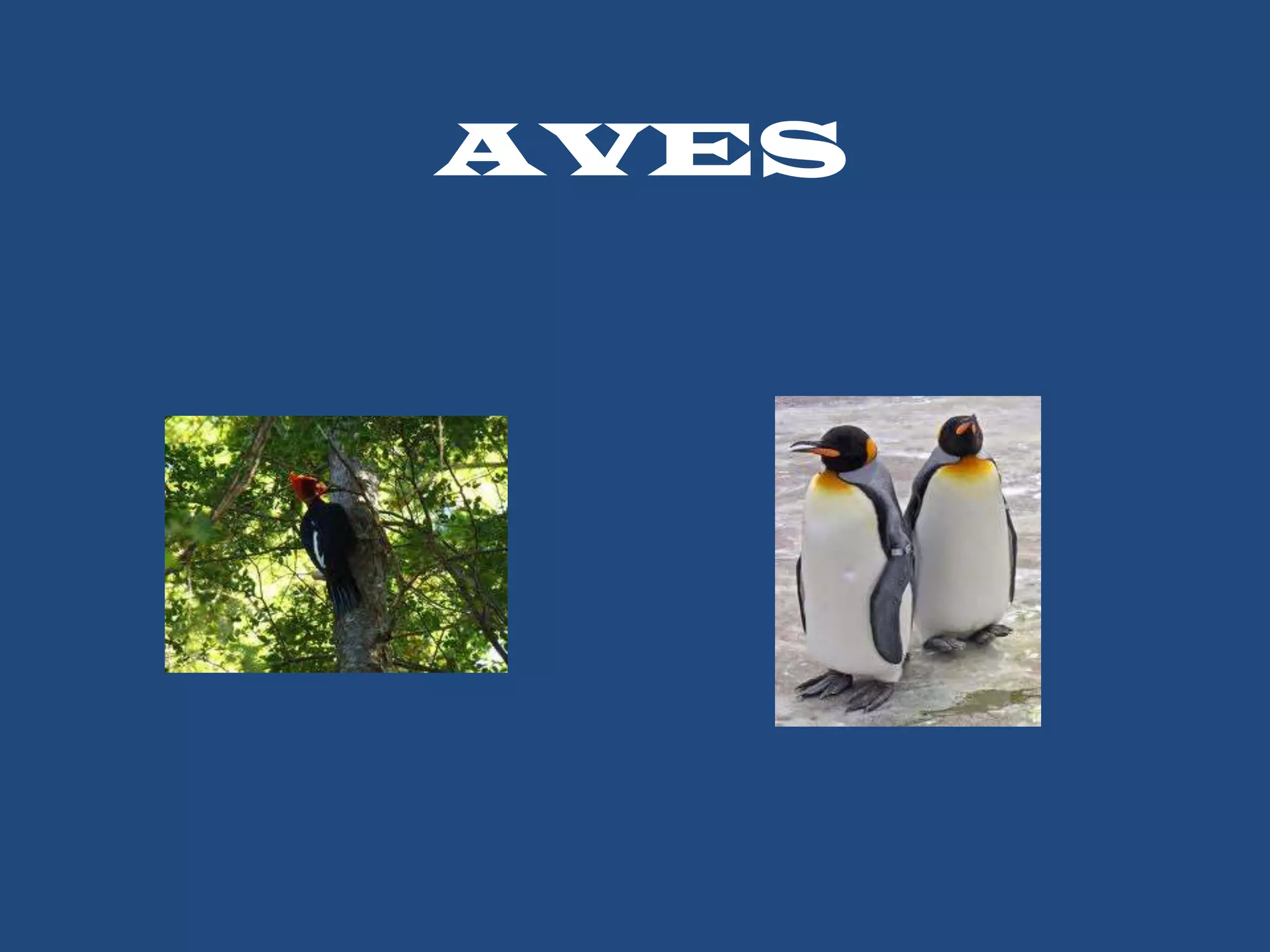 Los animales vertebrados | PPSX | Reptiles | Pets