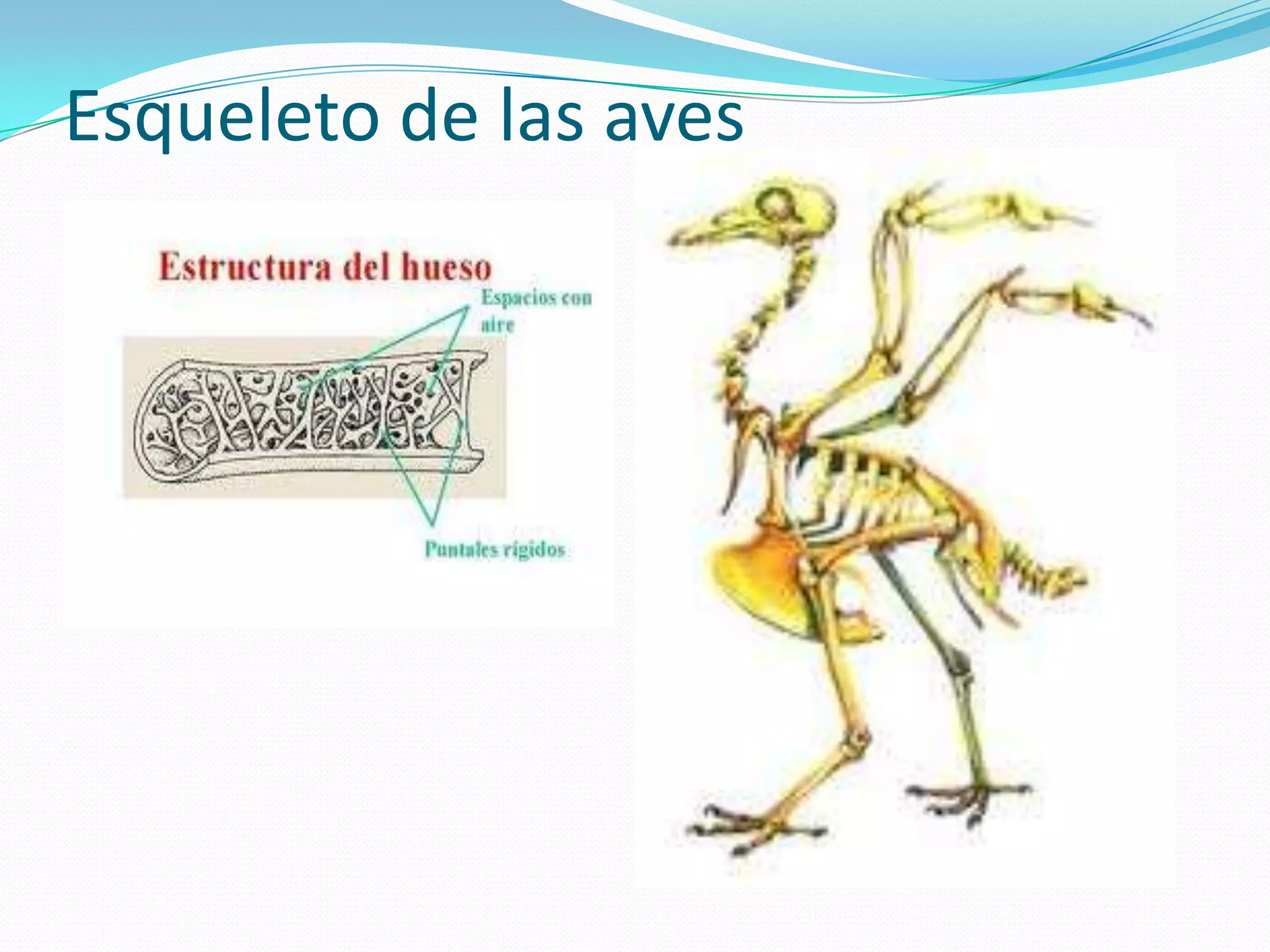 Los animales vertebrados | PPT
