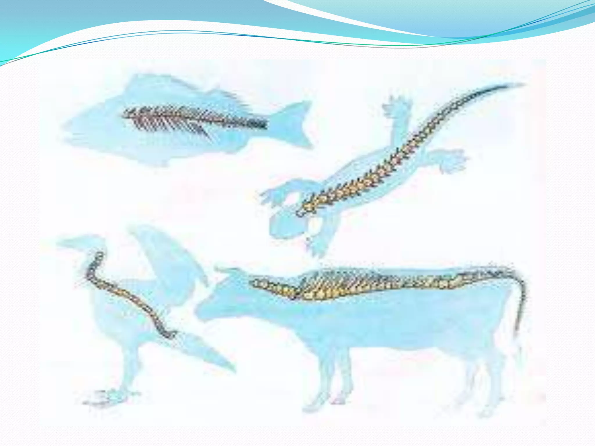 Los animales vertebrados | PPT