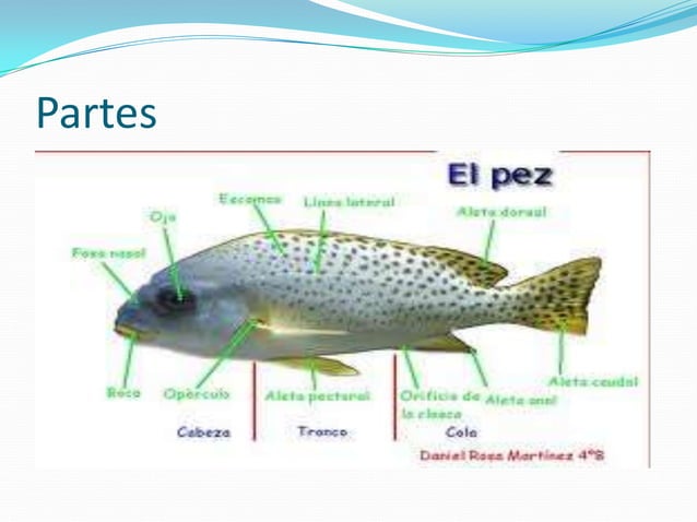 Los animales vertebrados | PPT