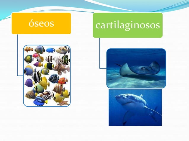 Los animales vertebrados | PPT