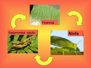 Los animales y su ciclo de vida | PPT