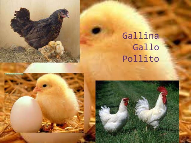 Los animales y sus crias | PPS