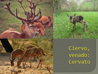 Los animales y sus crias | PPS