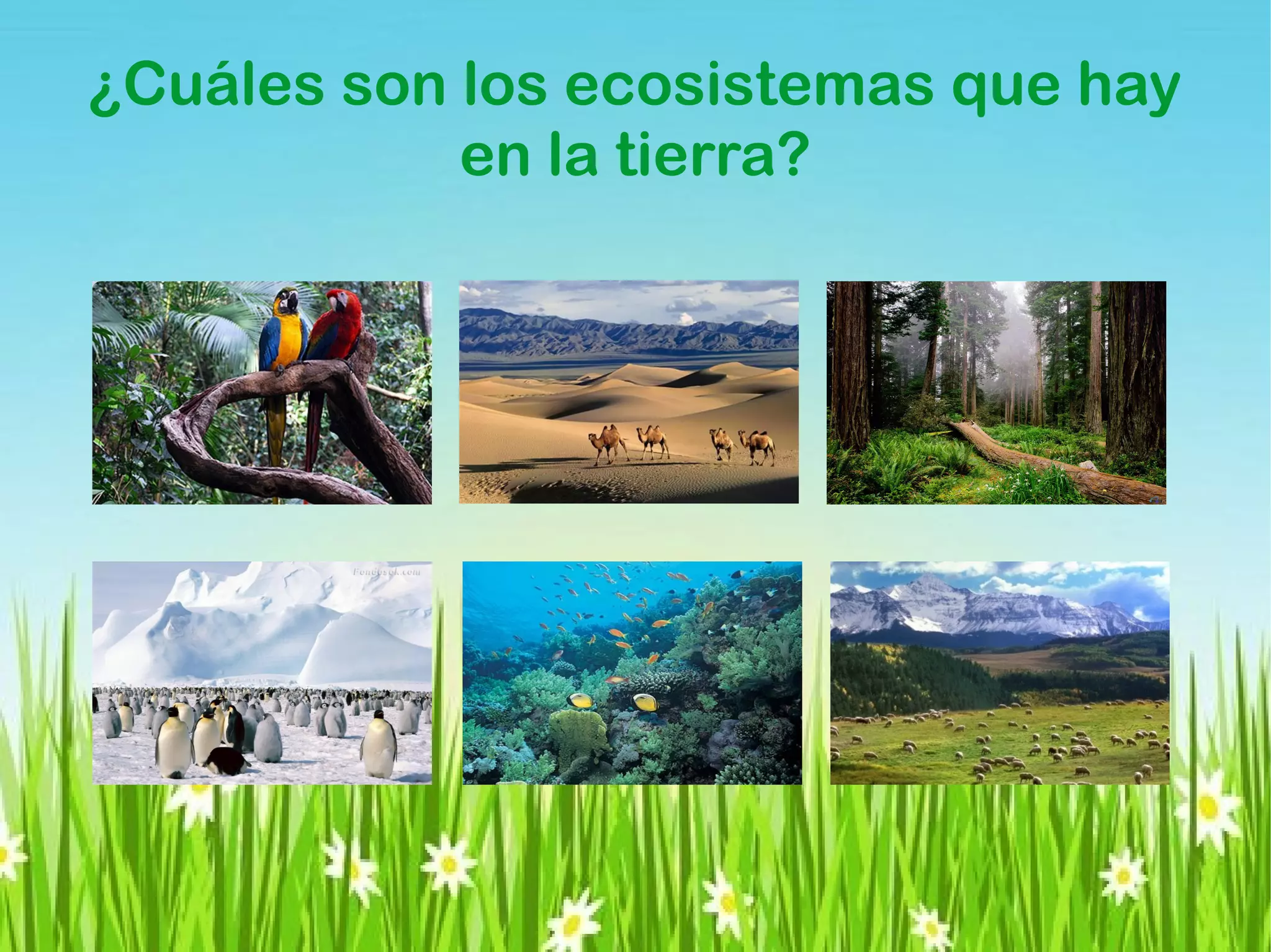 Los animales y sus ecosistemas | ODP