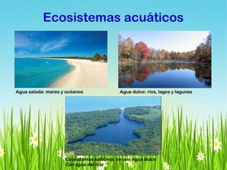 Los animales y sus ecosistemas | ODP