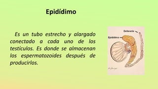 Los aparatos reproductores | PPTX