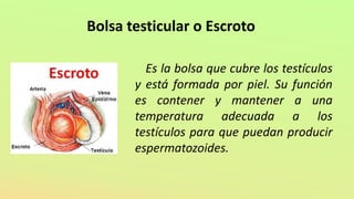 Los aparatos reproductores | PPTX