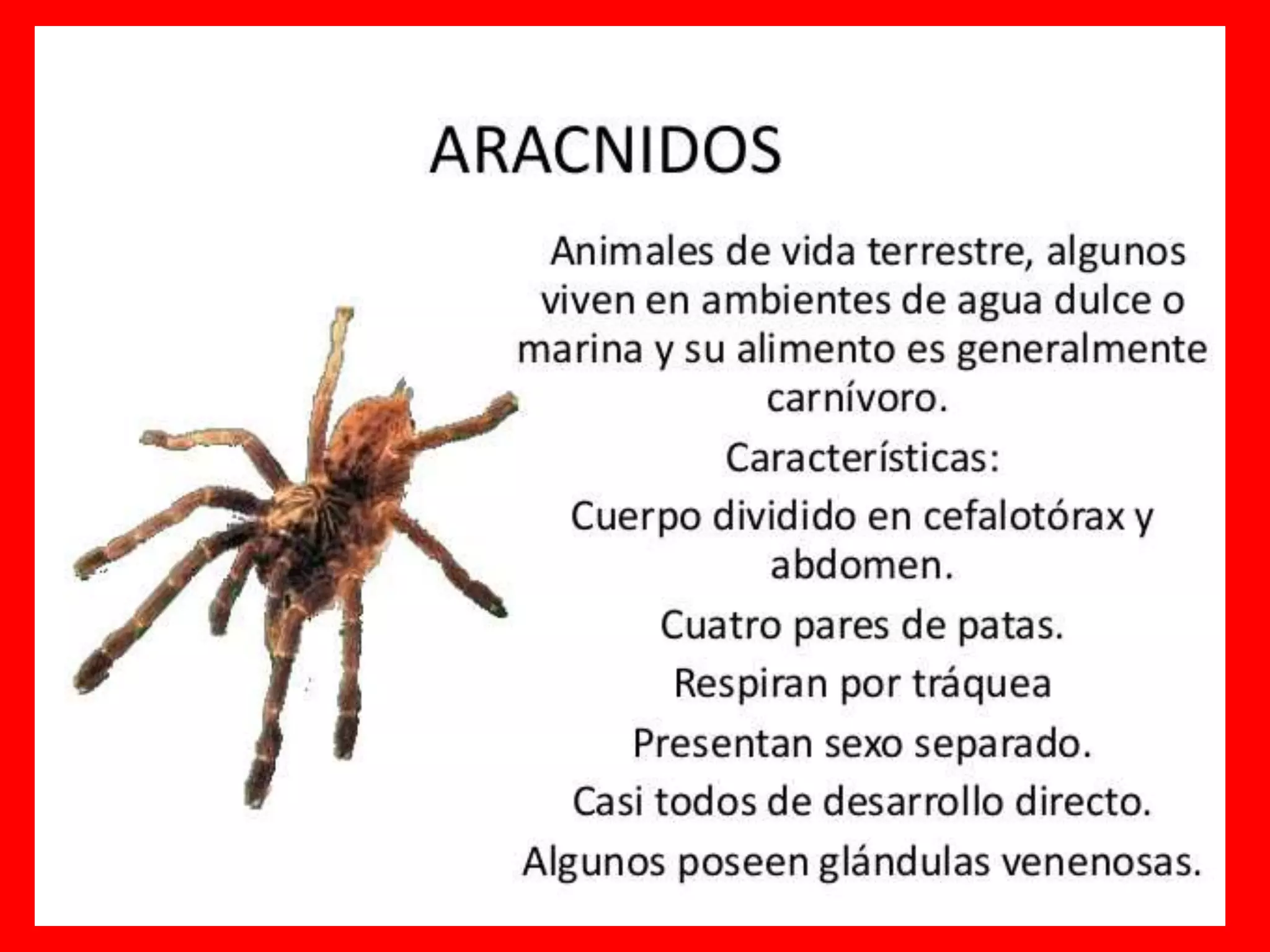 Los aracnidos | PPT