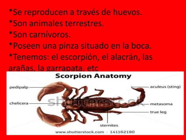 Los aracnidos | PPT