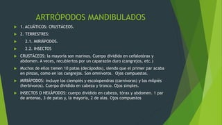 Los artrópodos | PPTX