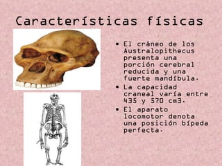 Los australopithecus | PPT