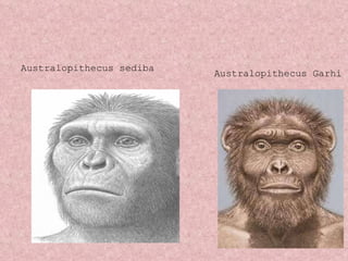 Los australopithecus | PPT