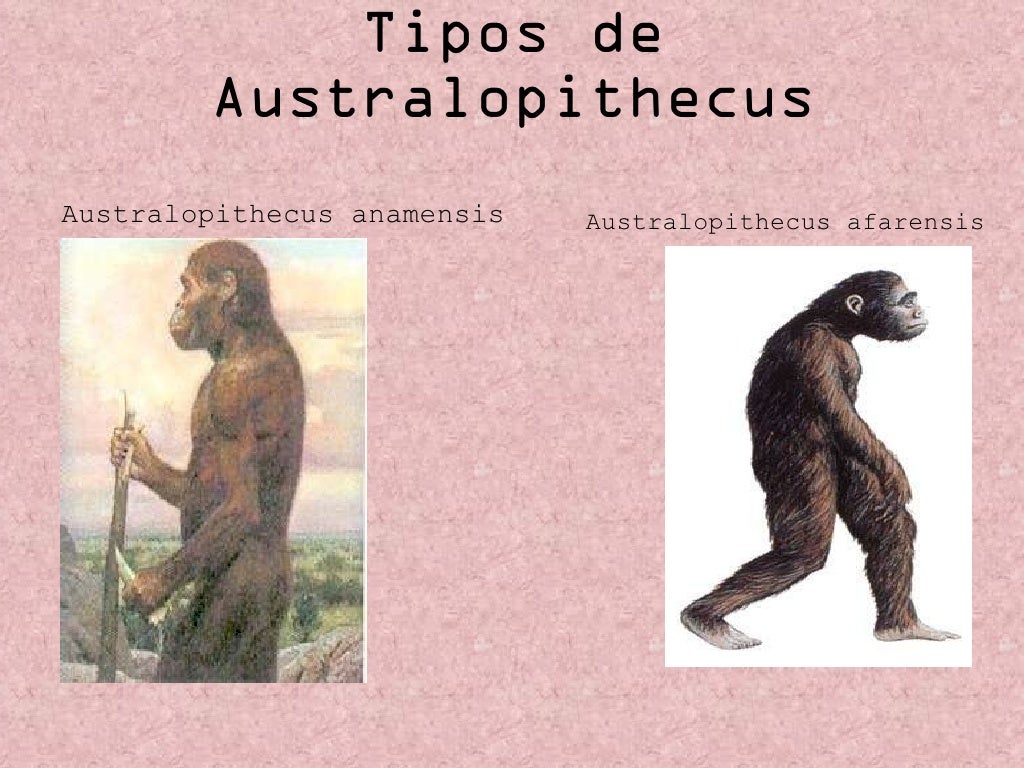Los australopithecus