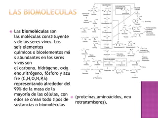 Los bioelementos | PPTX