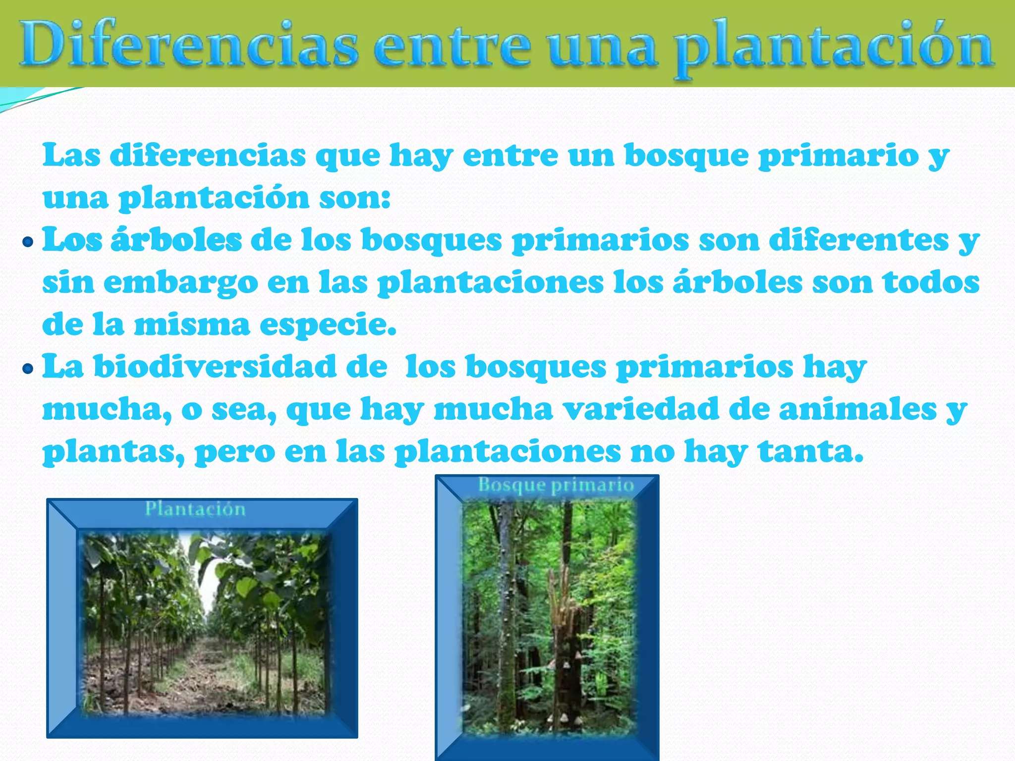 Los bosques primarios | PPTX