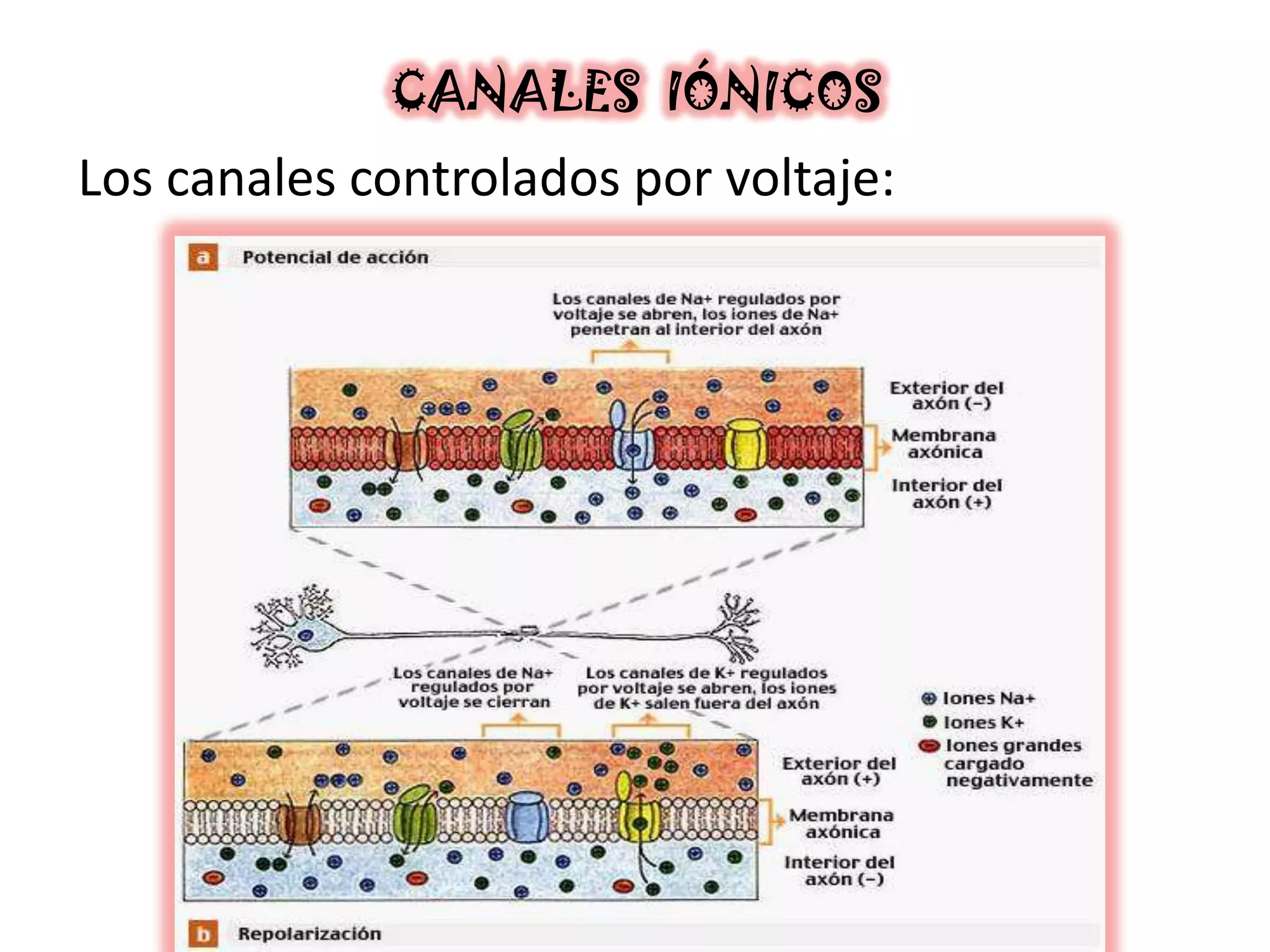 Los canales iónicos bioqui | PPT | Descarga Gratuita