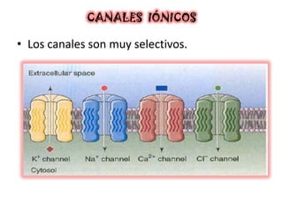 Los canales iónicos bioqui | PPTX