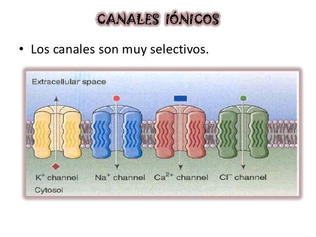 Los canales iónicos bioqui