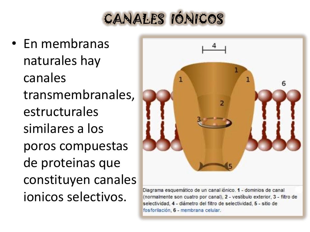 Los canales iónicos bioqui