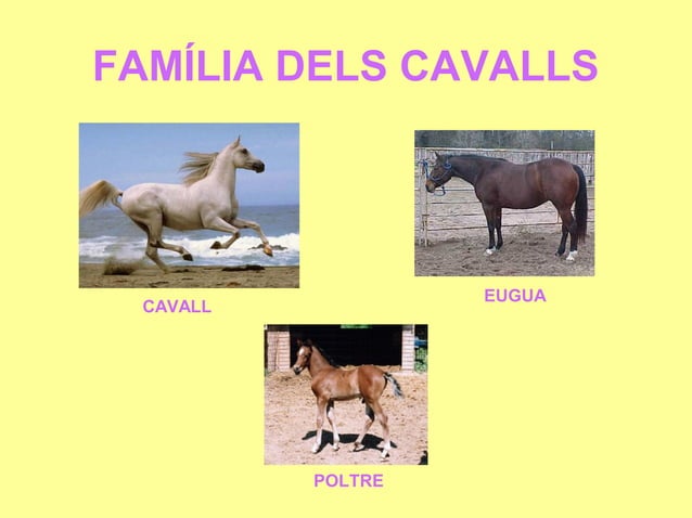 els cavalls | PPT