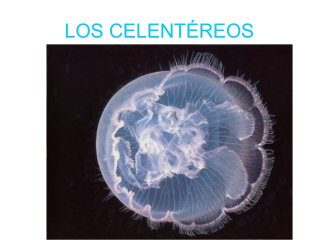 Como Respiran Los Celenterados - slingo