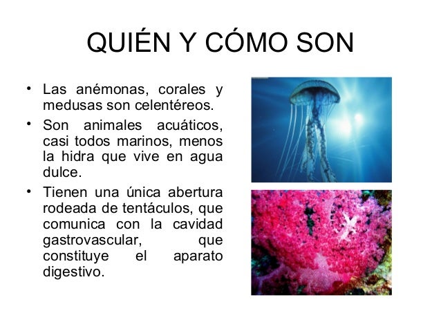 Como Respiran Los Celenterados - slingo