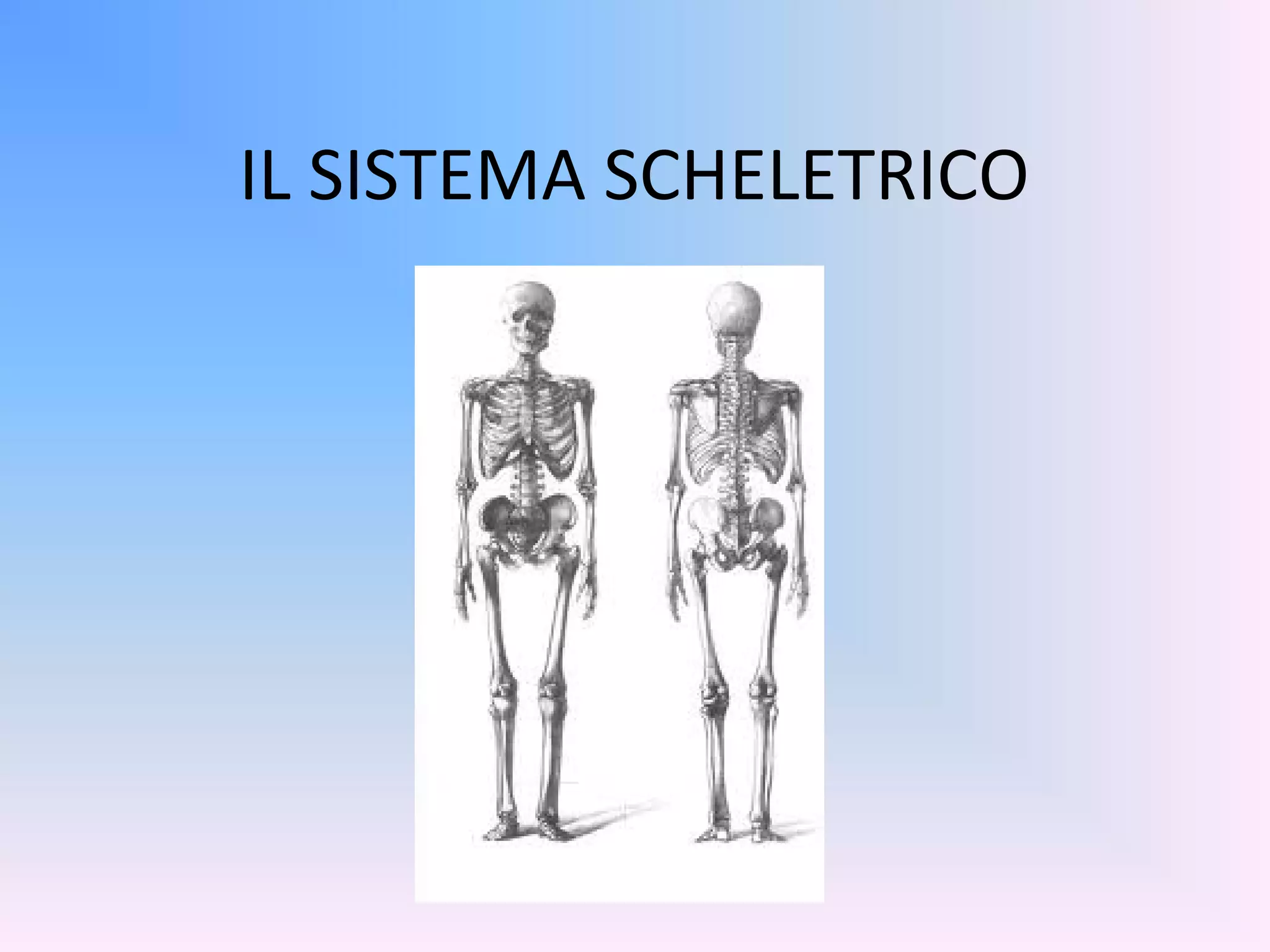 Lo scheletro | PPT