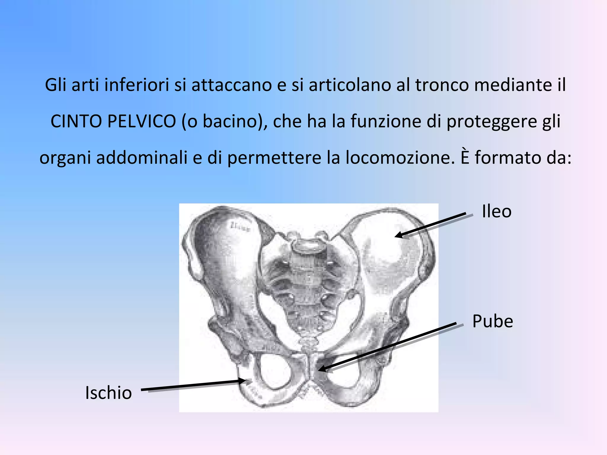 Lo scheletro | PPT
