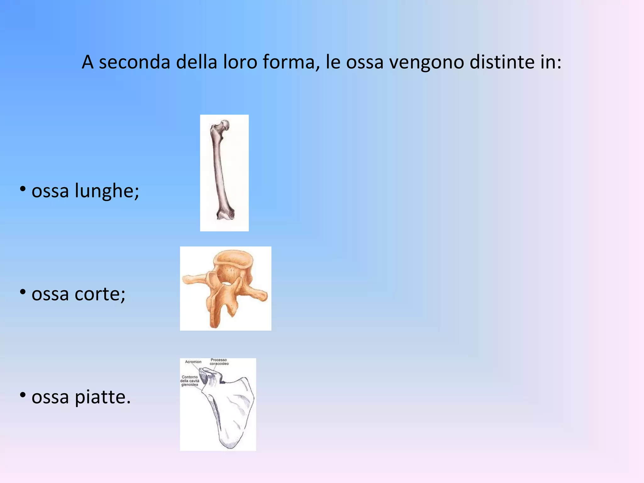 Lo scheletro | PPT