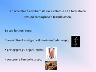Lo scheletro | PPT