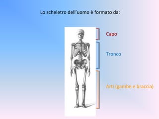 Lo scheletro | PPT