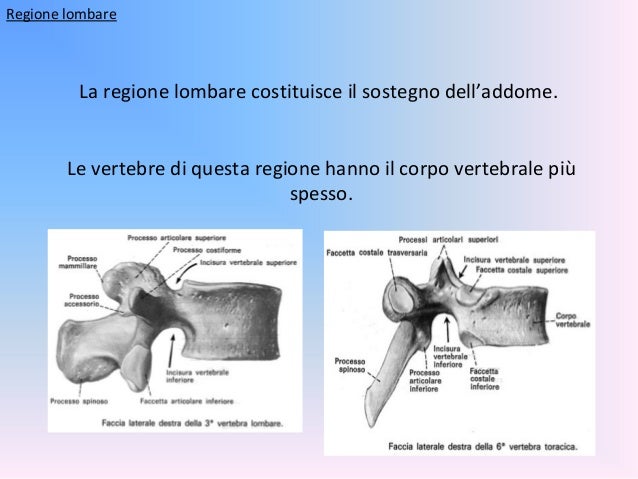 Diagramma Dello Scheletro Di Lupo