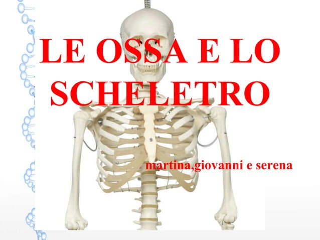 Lo scheletro | PPT