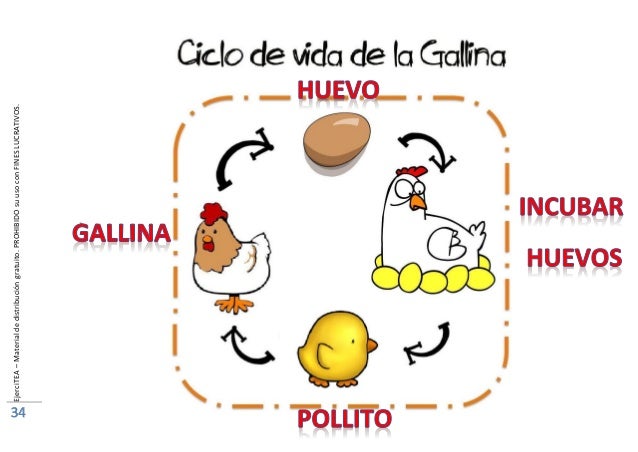 Ciclo De Vida Del Pollito Para Ninos