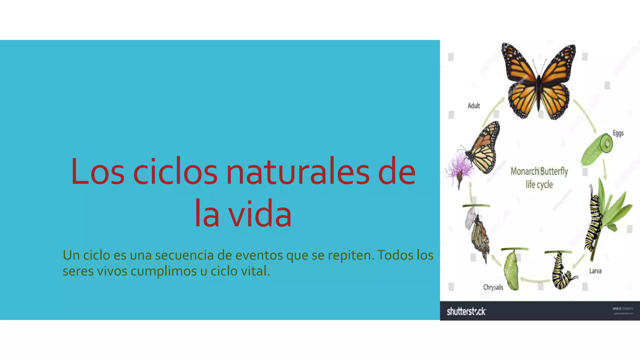 Los ciclos naturales de la vida | PPTX