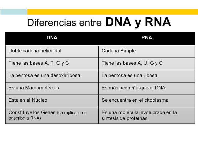 Cuadro Comparativo De Adn Y Arn