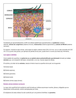 Los cinco estratos de la epidermis.pdf