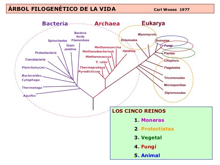 Los cinco reinos