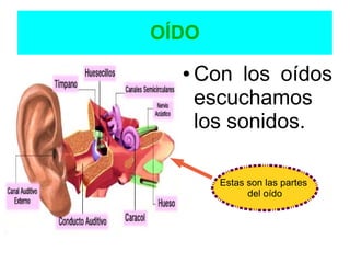 Los cinco sentidos | PPT