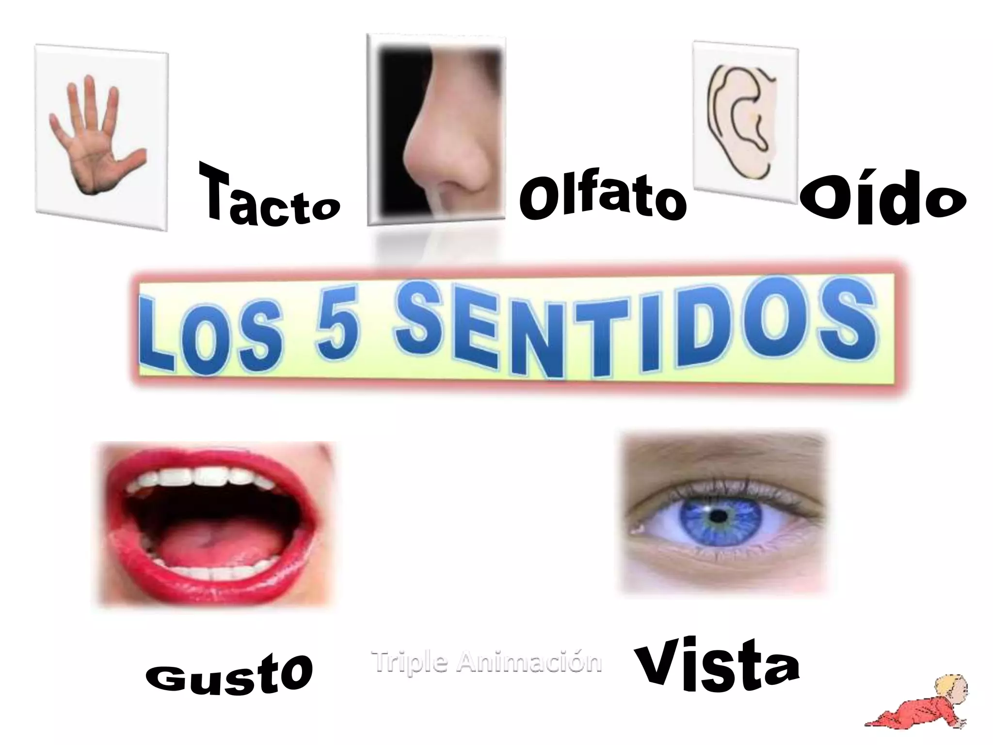 los cinco sentidos.pptx