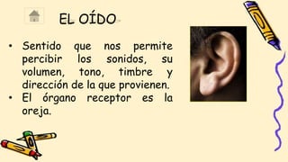 Los cinco sentidos actividades | PPTX