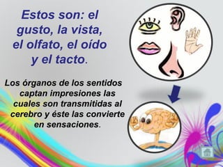 Los Cinco Sentidos | PPT
