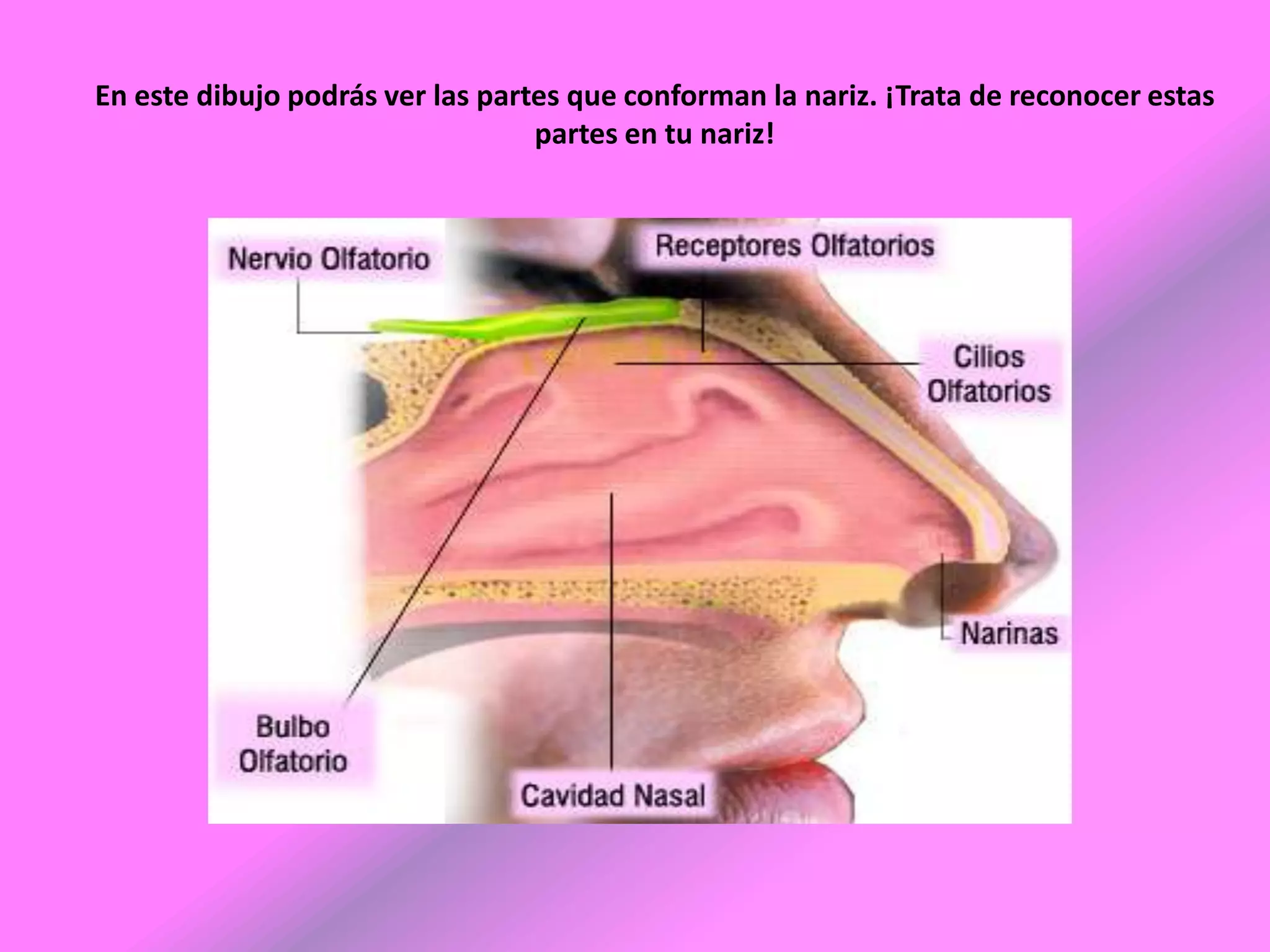 Los cinco sentidos !! ciencias | PPTX