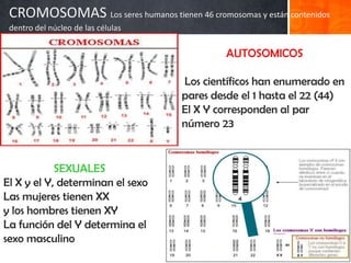 Los cromosomas | PPTX | Biological Sciences | Science